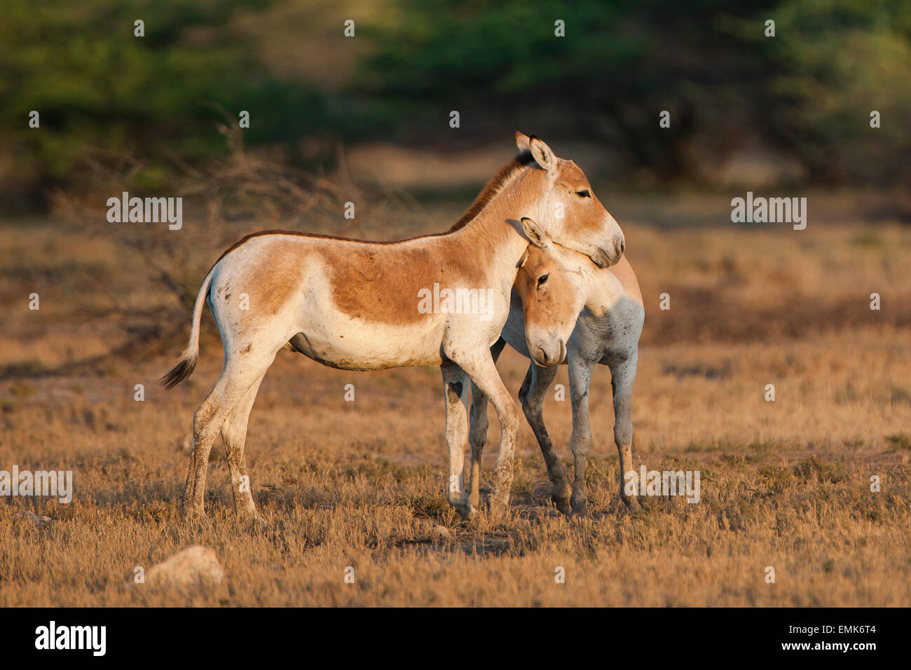 Onagers or Asiatic wild asses (Equus hemionus), endangered species ...