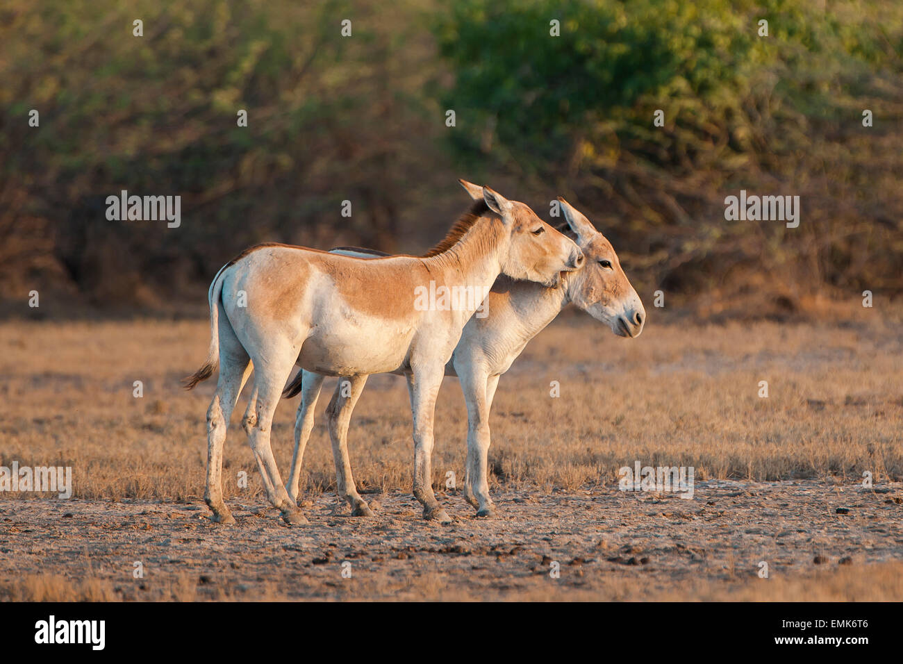 Onagers or Asiatic wild aasses (Equus hemionus), endangered species ...