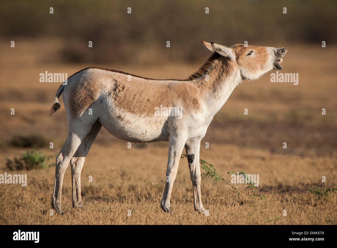 Asiatic Wild Ass
