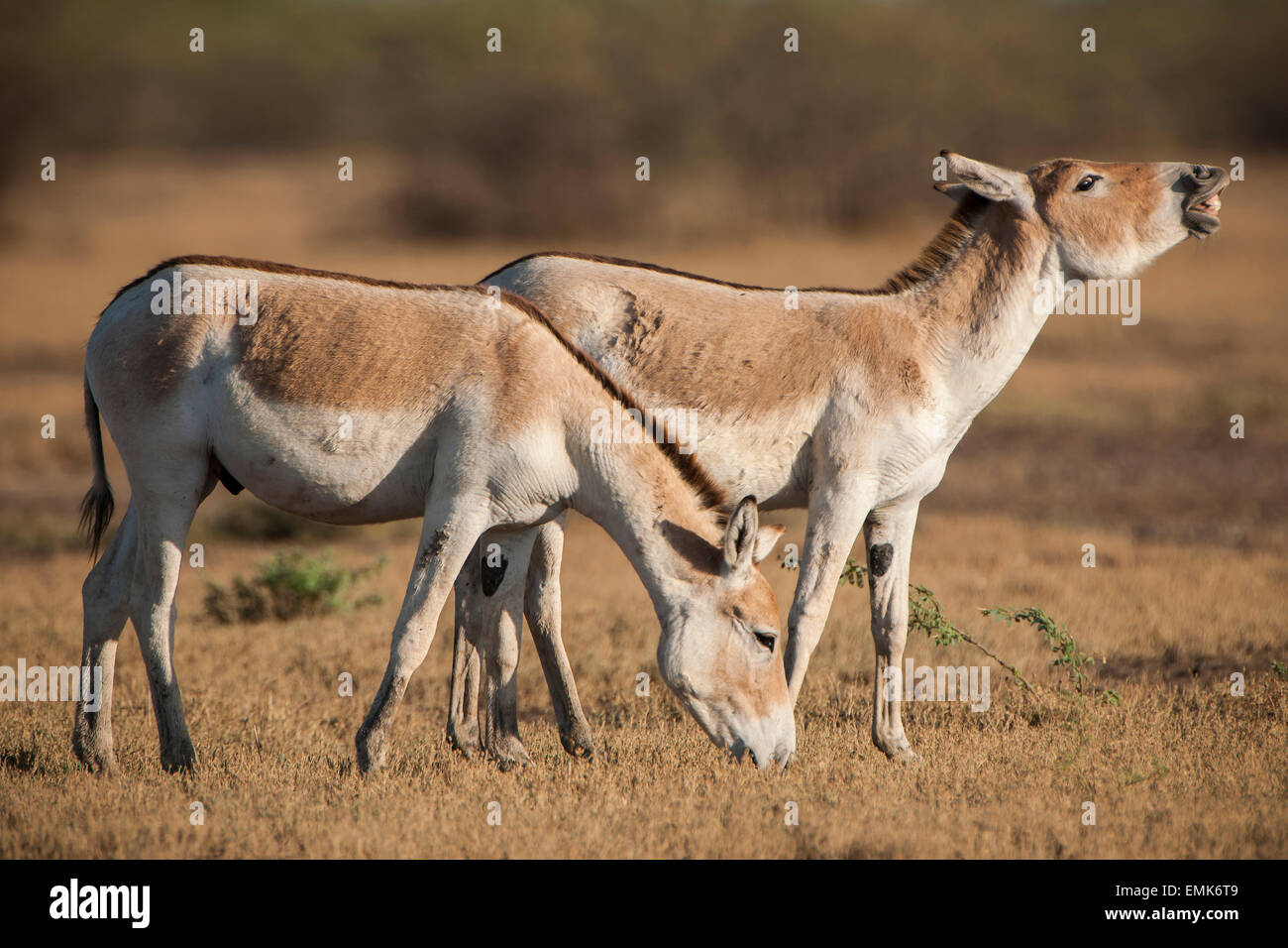 Onager or Asiatic wild ass (Equus hemionus), endangered species, jack ...