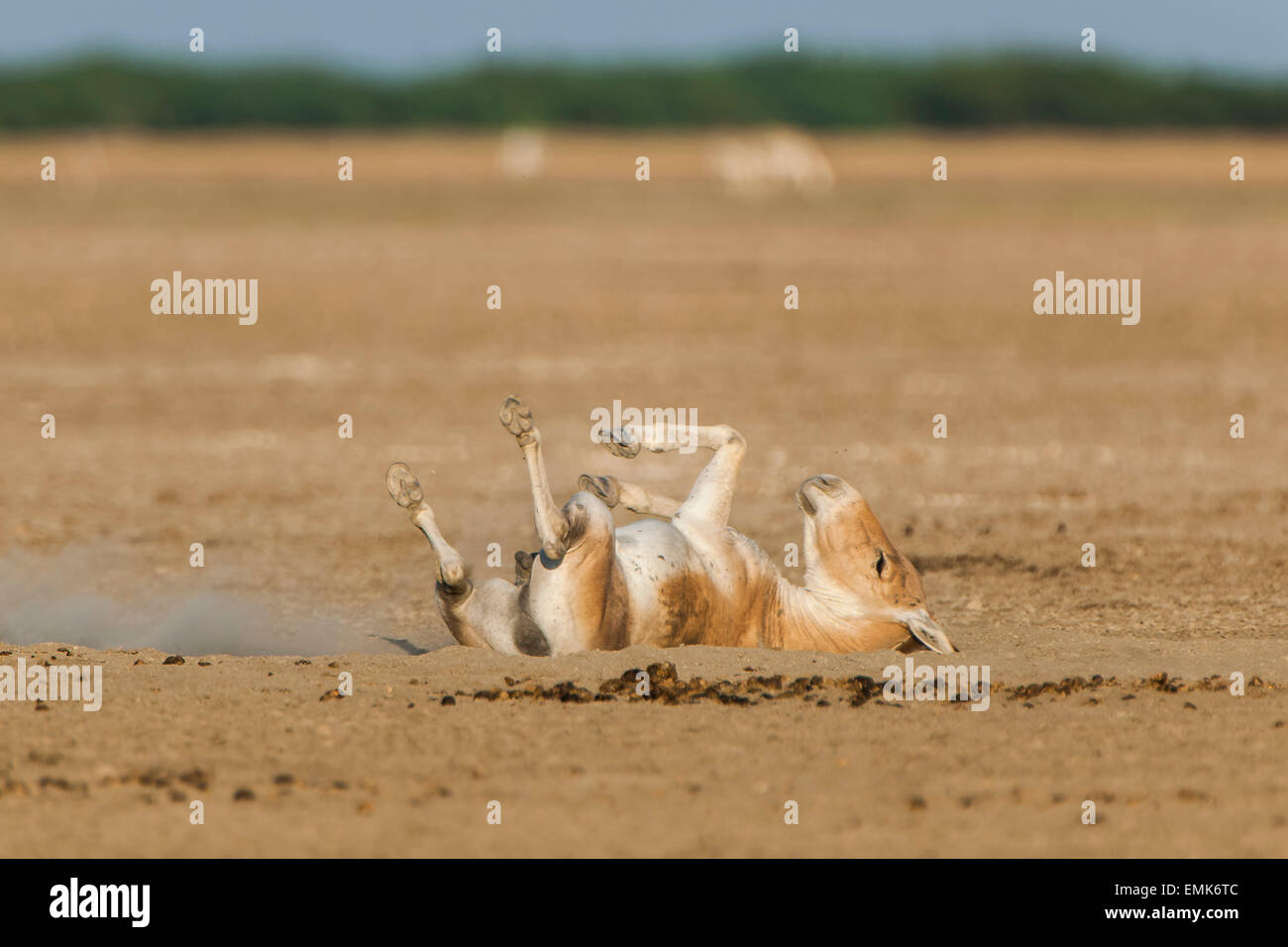 Onager or Asiatic wild ass (Equus hemionus), endangered species, a jack ...