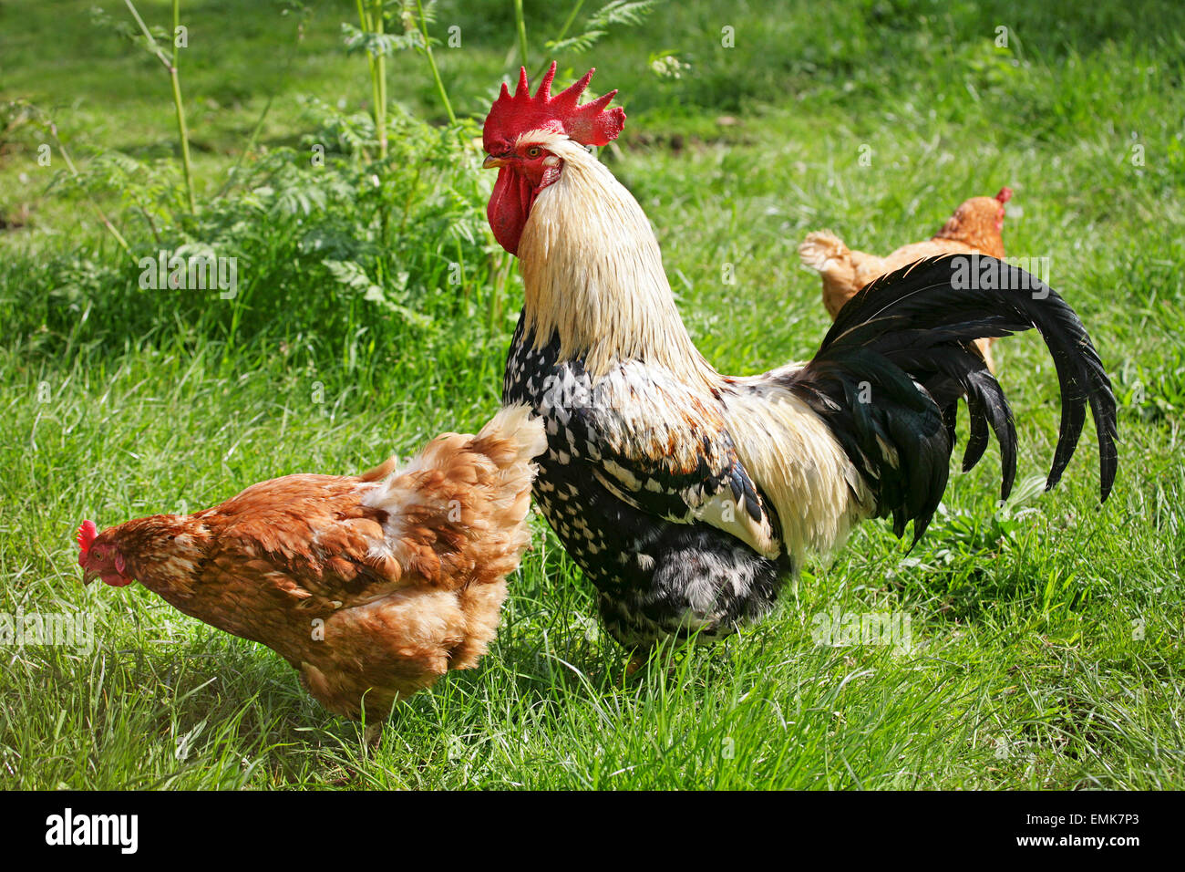 Domestic chicken (Gallus domesticus), rooster and hens, Germany Stock ...