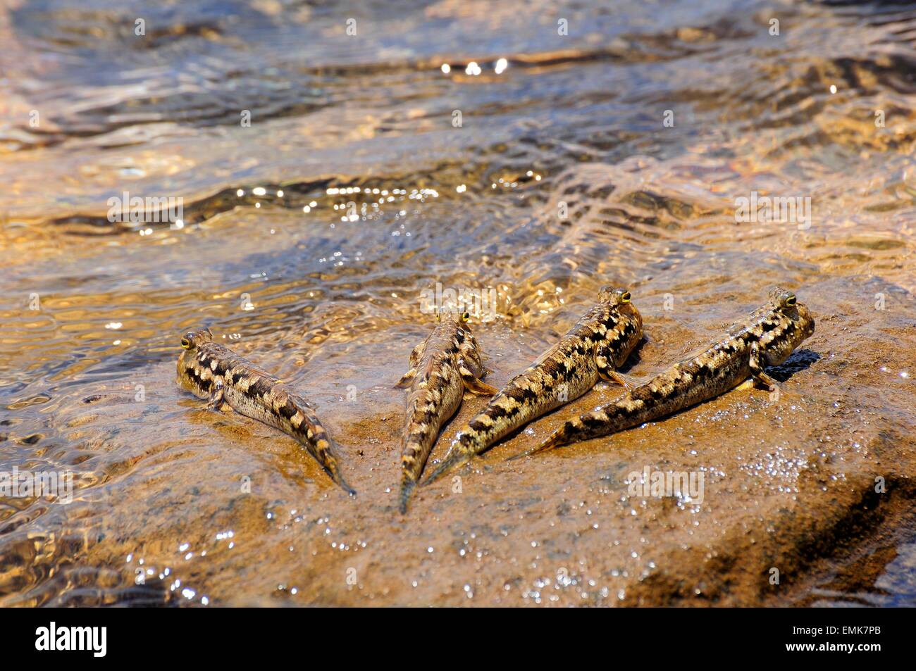 Mudskippers High Resolution Stock Photography and Images - Alamy