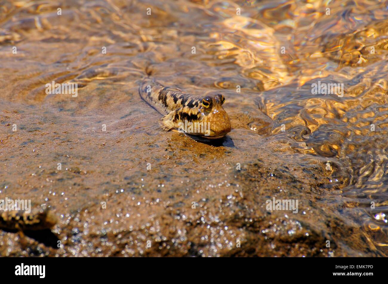 Barred Mudskipper (Periophthalmus argentilineatus) sitting on a rock on ...