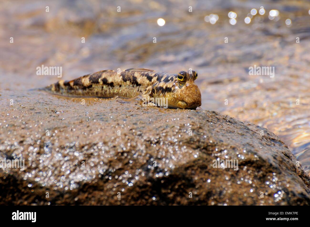 Barred mudskipper periophthalmus argentilineatus hi-res stock ...