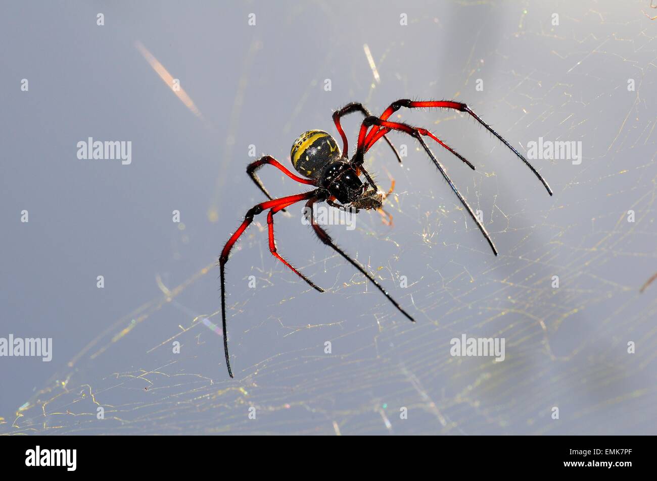 Nephila Komaci Spider