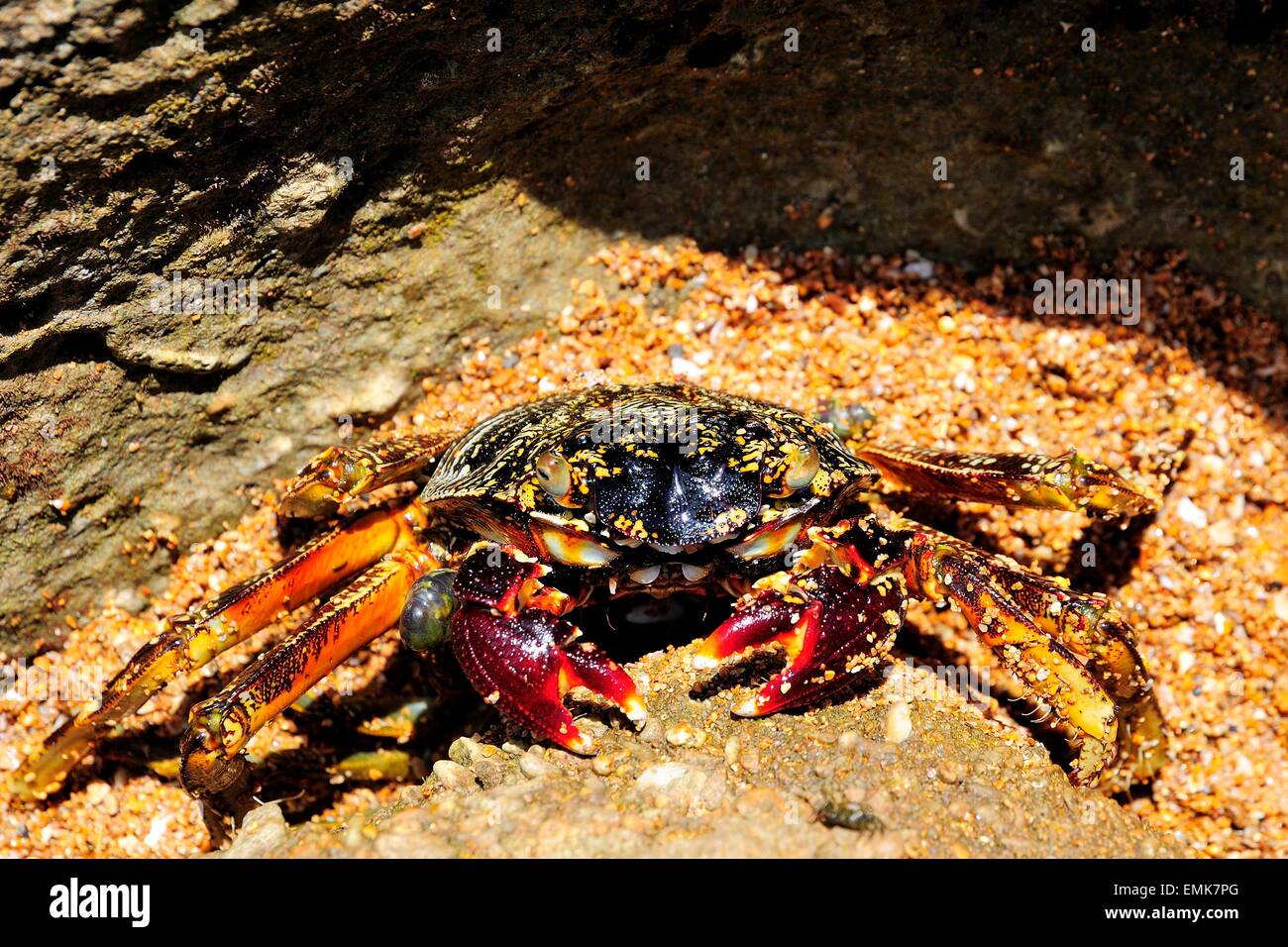 Spider crab (Neosarmatium meinerti) on a rock, Baie de Soulou, Mayotte ...
