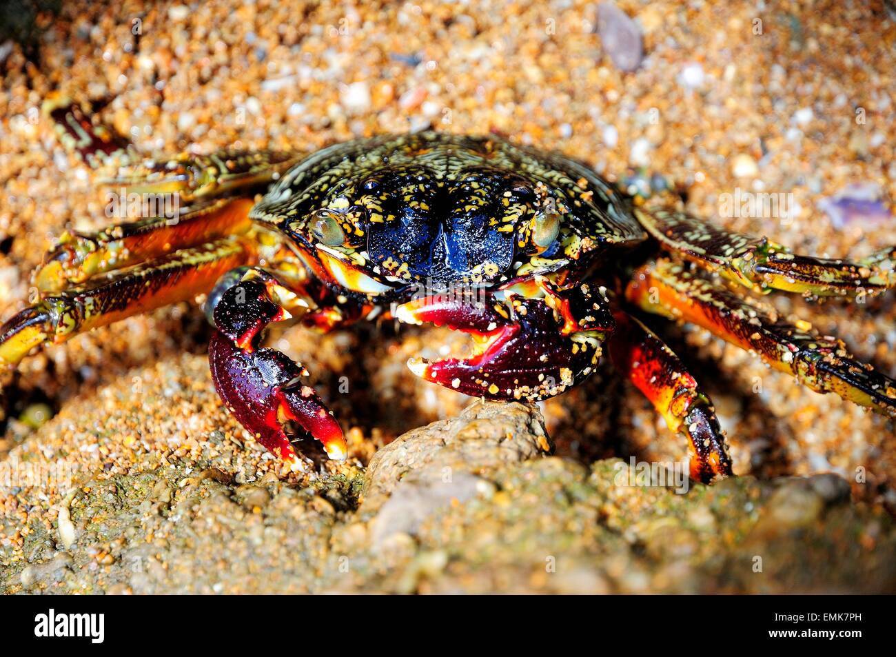 Spider crab (Neosarmatium meinerti) on a rock, Baie de Soulou, Mayotte ...