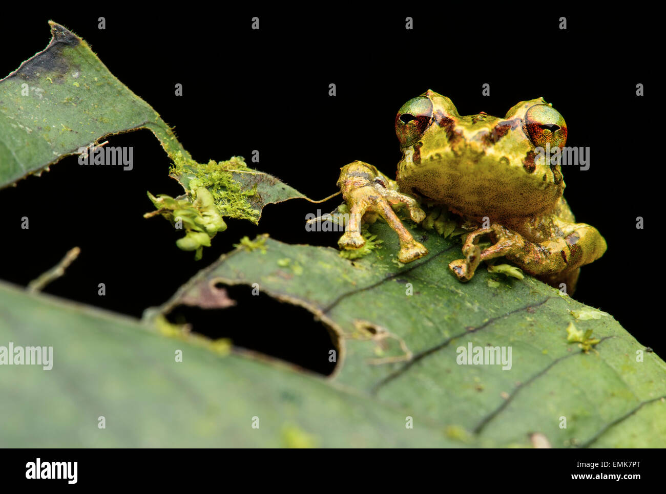 Neotropical frog (Pristimantis eriphus), female, Andean cloud forest ...