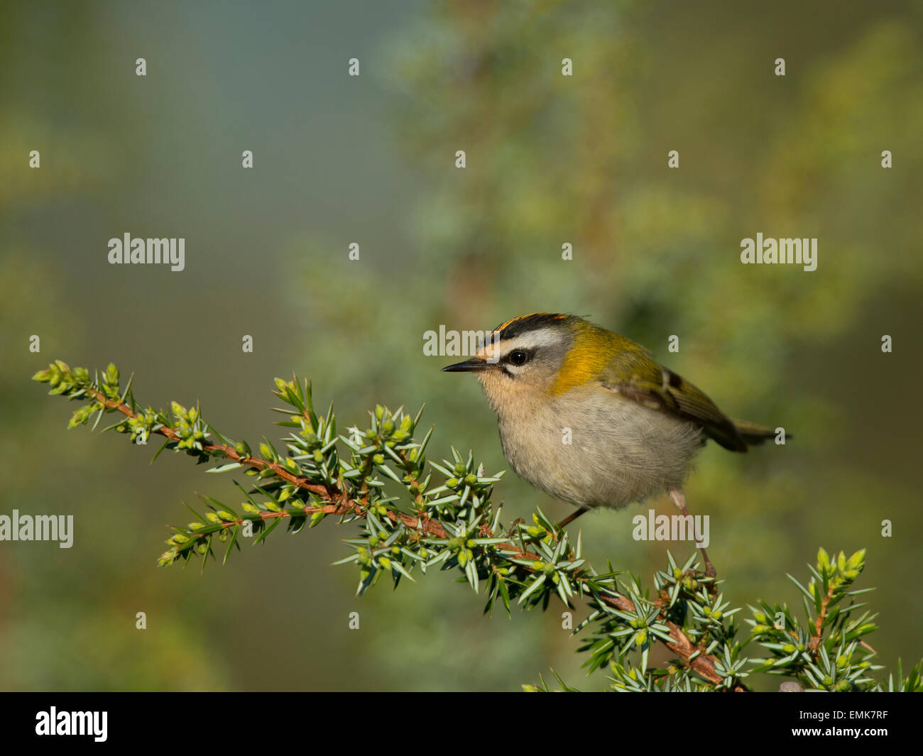 Common firecrest hi-res stock photography and images - Alamy