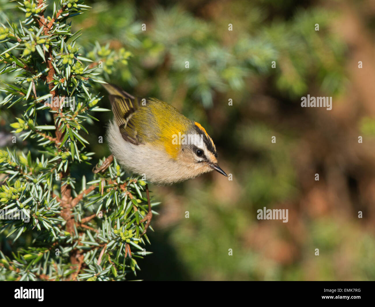 Common firecrest hi-res stock photography and images - Alamy