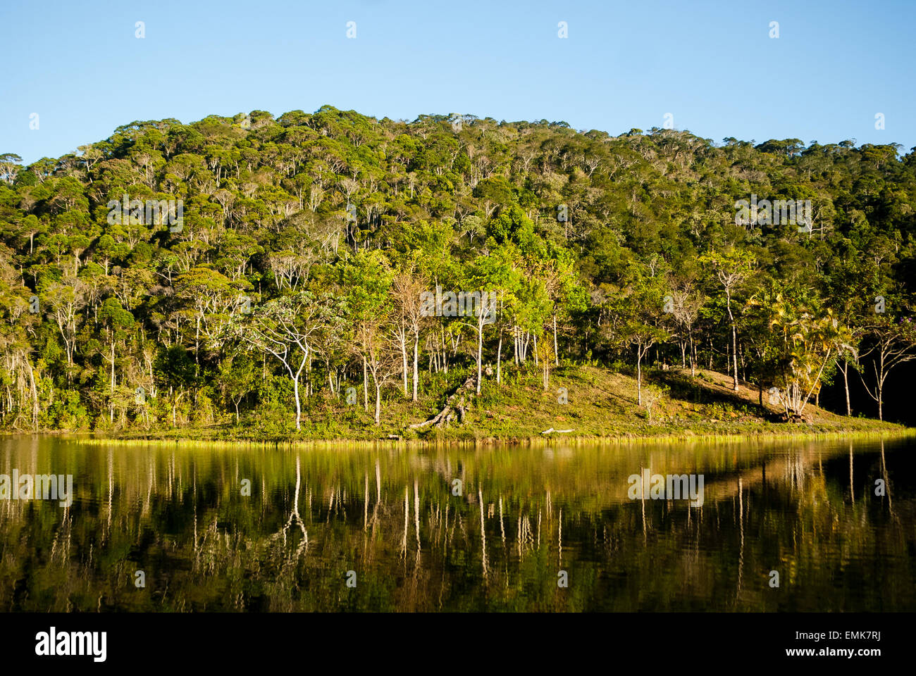 Atlantic forest and brazil hi-res stock photography and images - Alamy