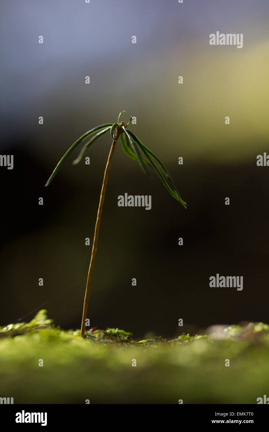 Spruce seedling (Picea abies), Germany Stock Photo - Alamy