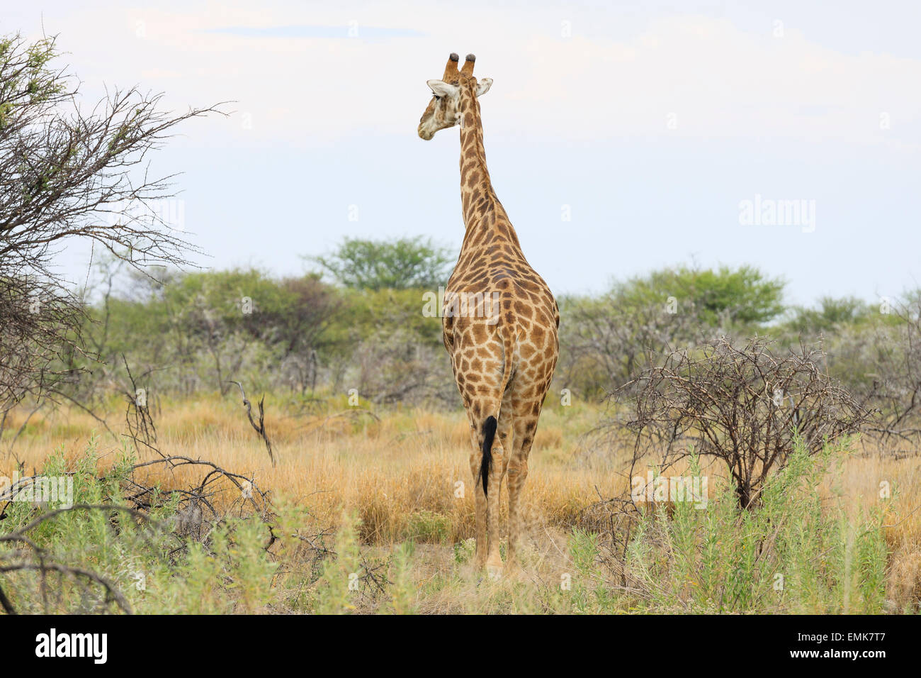 Rear giraffe giraffa camelopardalis hi-res stock photography and images ...