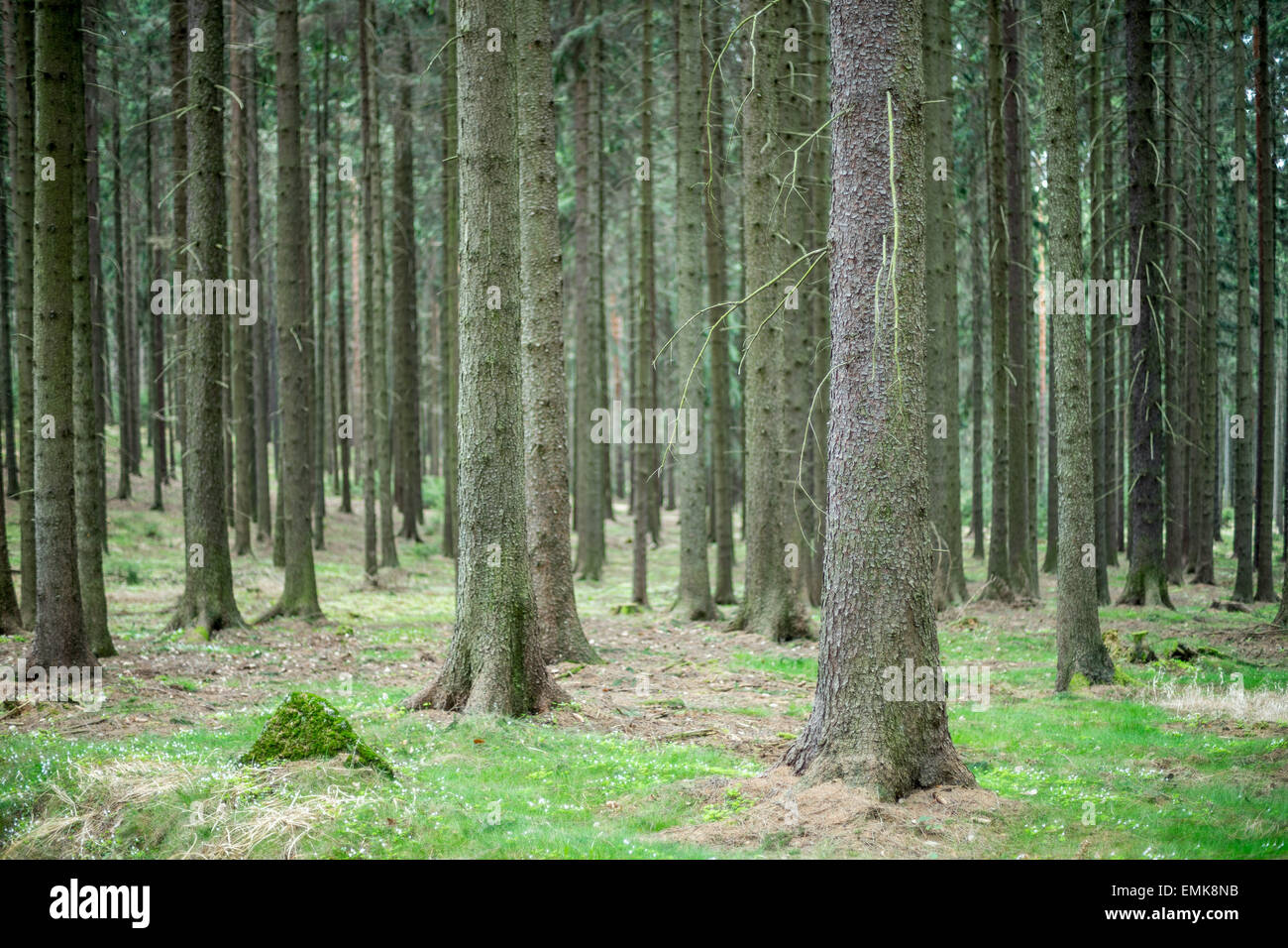Northern European spruce tree trees forest in the early spring Stock ...