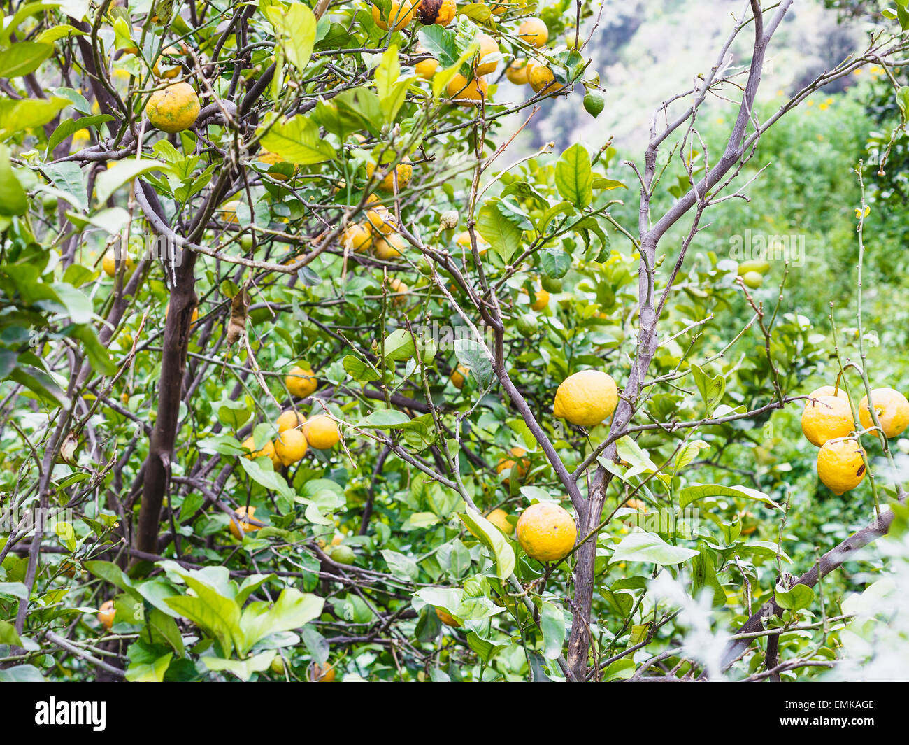 Lemon Tree Sicily Italy Stock Photos & Lemon Tree Sicily Italy Stock ...