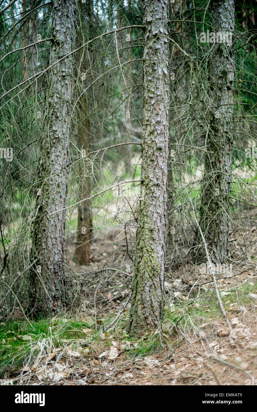 Northern European spruce tree trees forest in the early spring Stock ...