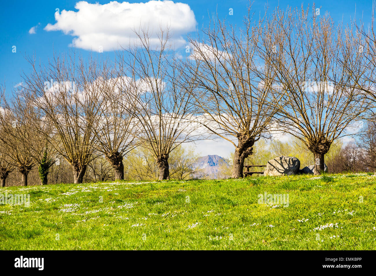 spring sunny morning in the meadows of Italy Stock Photo - Alamy