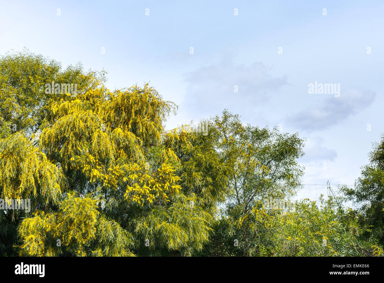 mimosa trees (Acacia, wattle) in spring season in Sicily, Italy Stock ...
