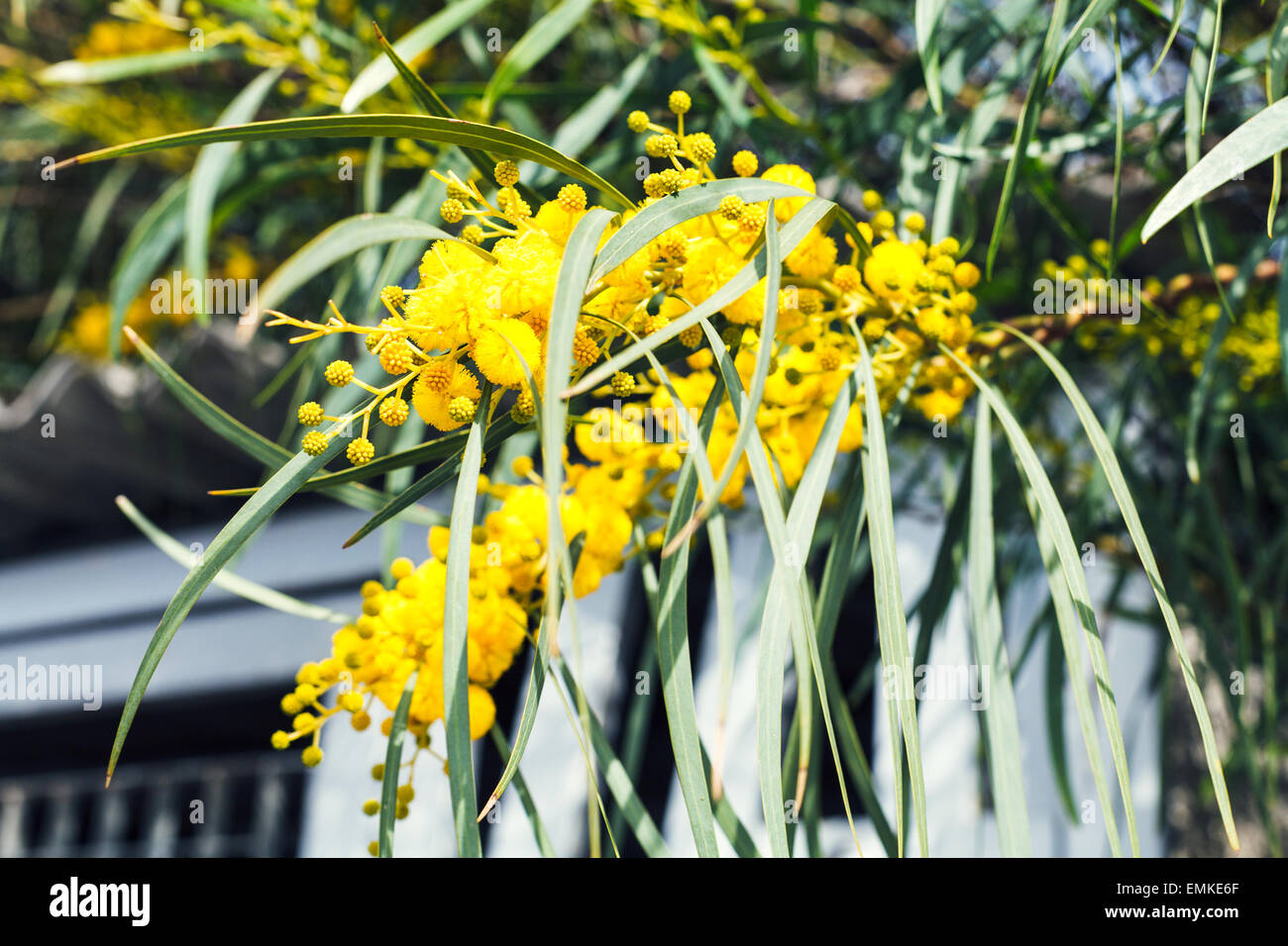 yellow blossom of mimosa tree (Acacia pycnantha, golden wattle) close ...