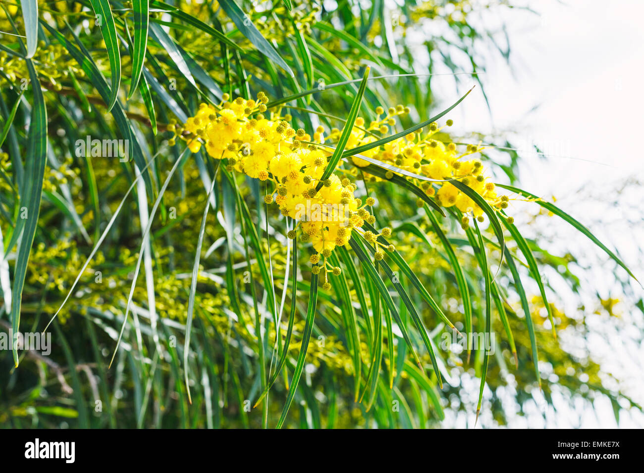 blossoming of mimosa tree (Acacia pycnantha, golden wattle) close up in ...