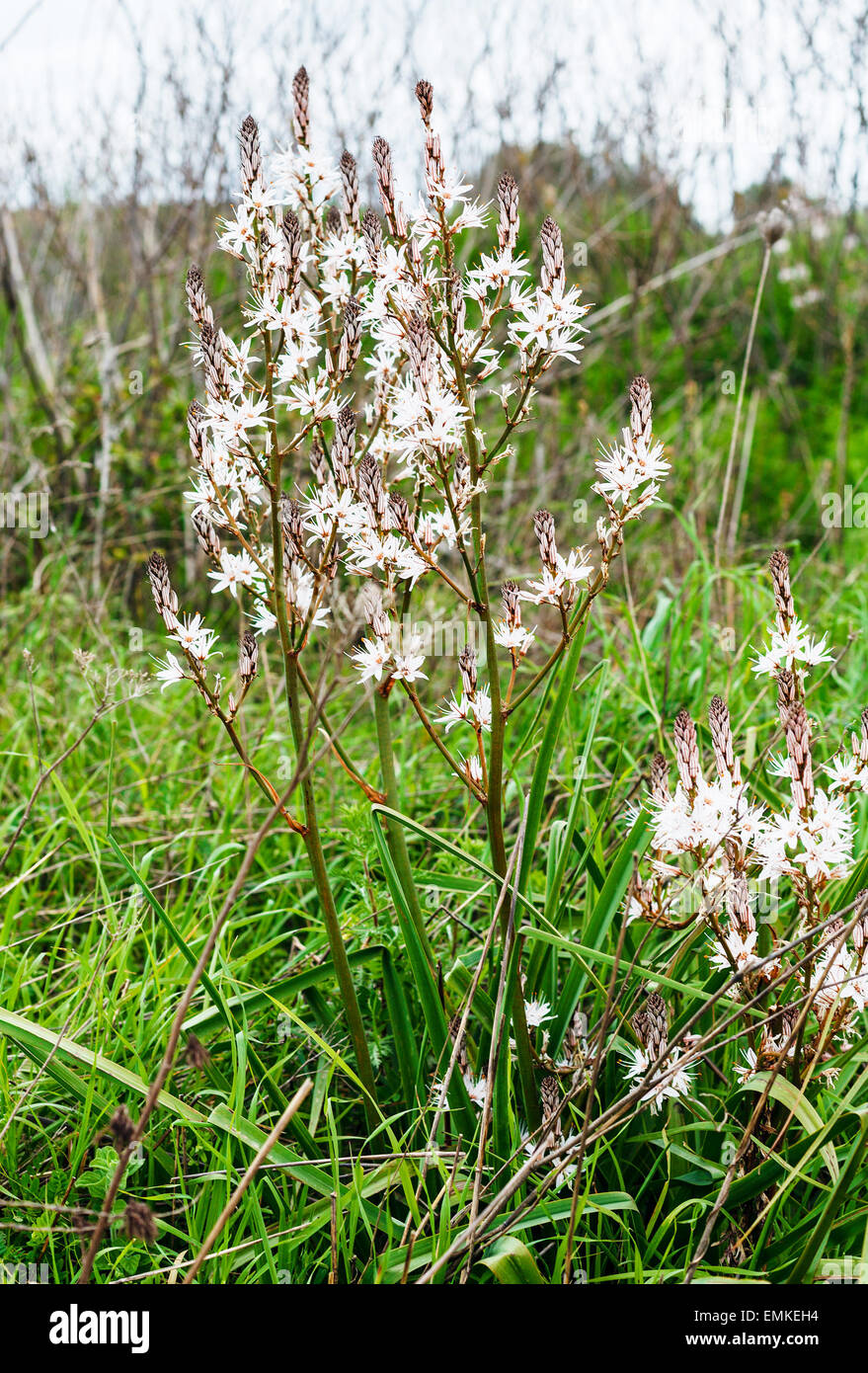About asphodelus albus hi-res stock photography and images - Alamy