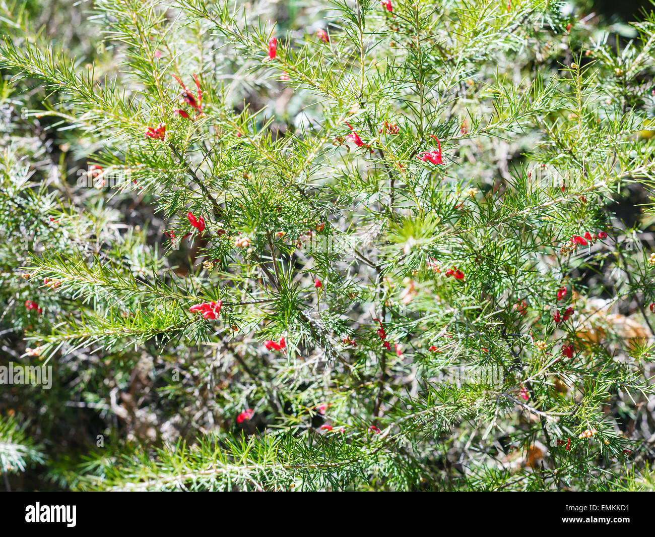 Red juniper hi-res stock photography and images - Alamy