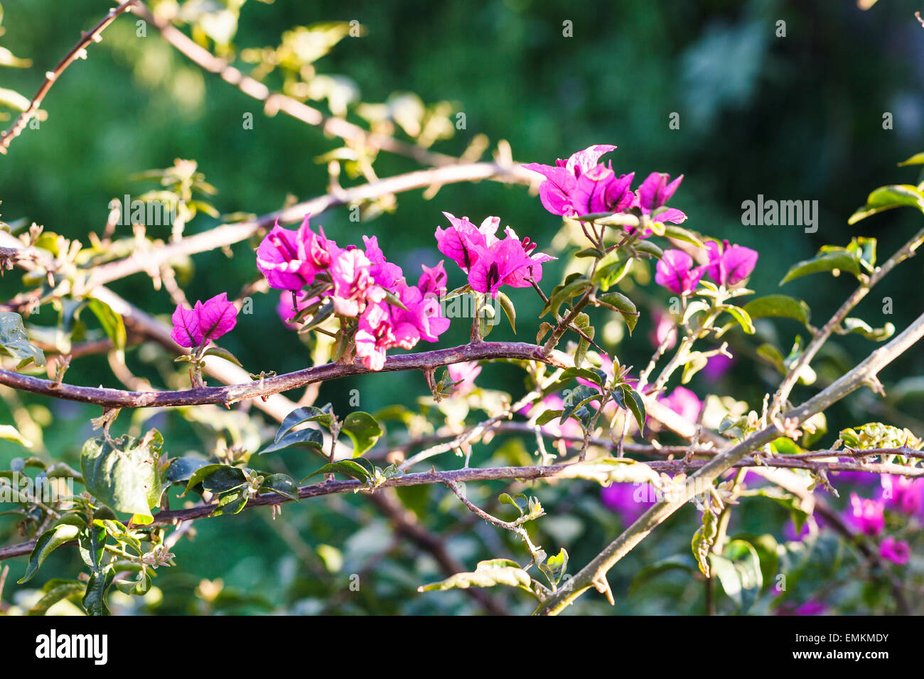 Canker flower hi-res stock photography and images - Alamy