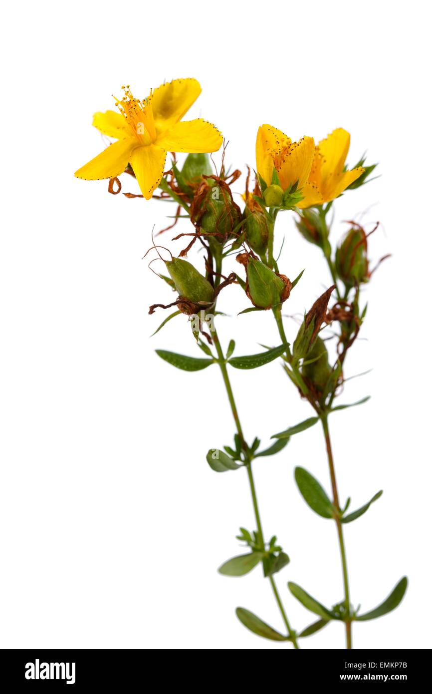 Hypericum perforatum, St John's wort flower isolated on white. Also ...