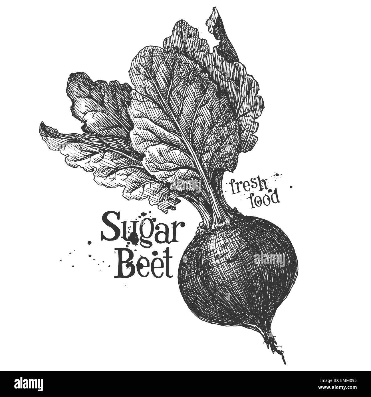 Food fresh raw beetroot Black and White Stock Photos & Images - Alamy