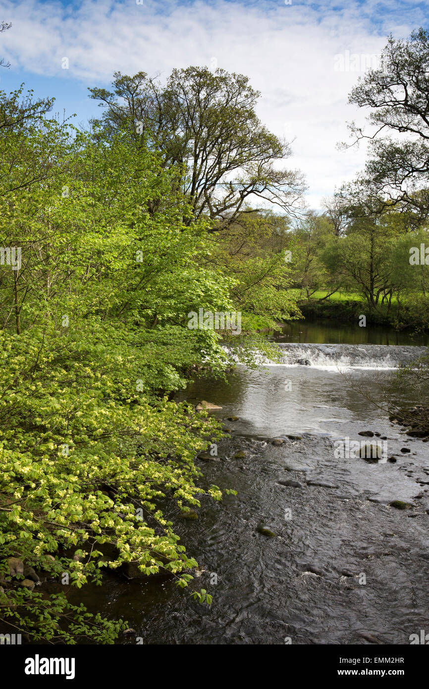 UK, England, Lancashire, Abbeystead, weir on River Wyre at Stops Bridge ...