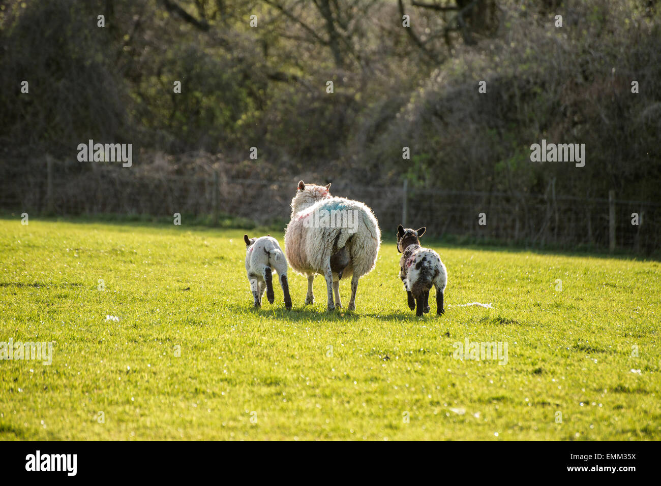 Beautiful lambs hi-res stock photography and images - Alamy