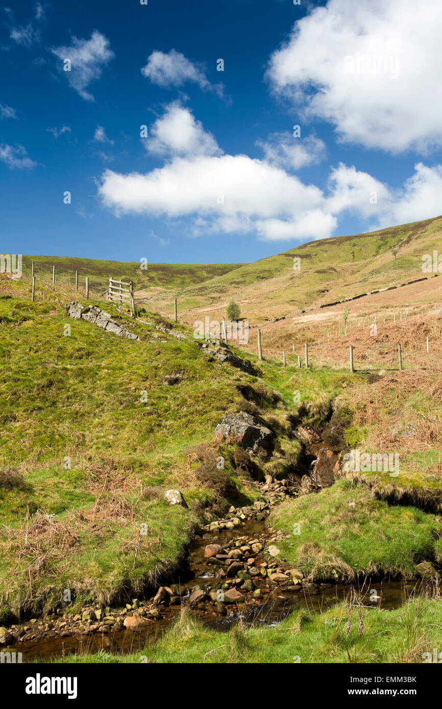 UK, England, Lancashire, Trough of Bowland, beck flowing down slopes of ...
