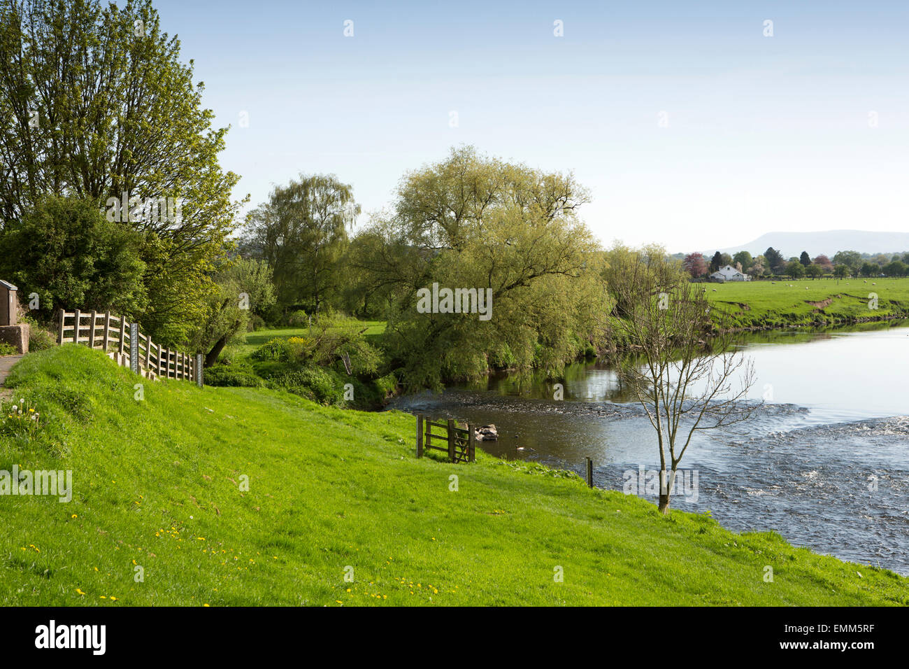 UK, England, Lancashire, Ribble Valley, Ribchester, banks of the River ...