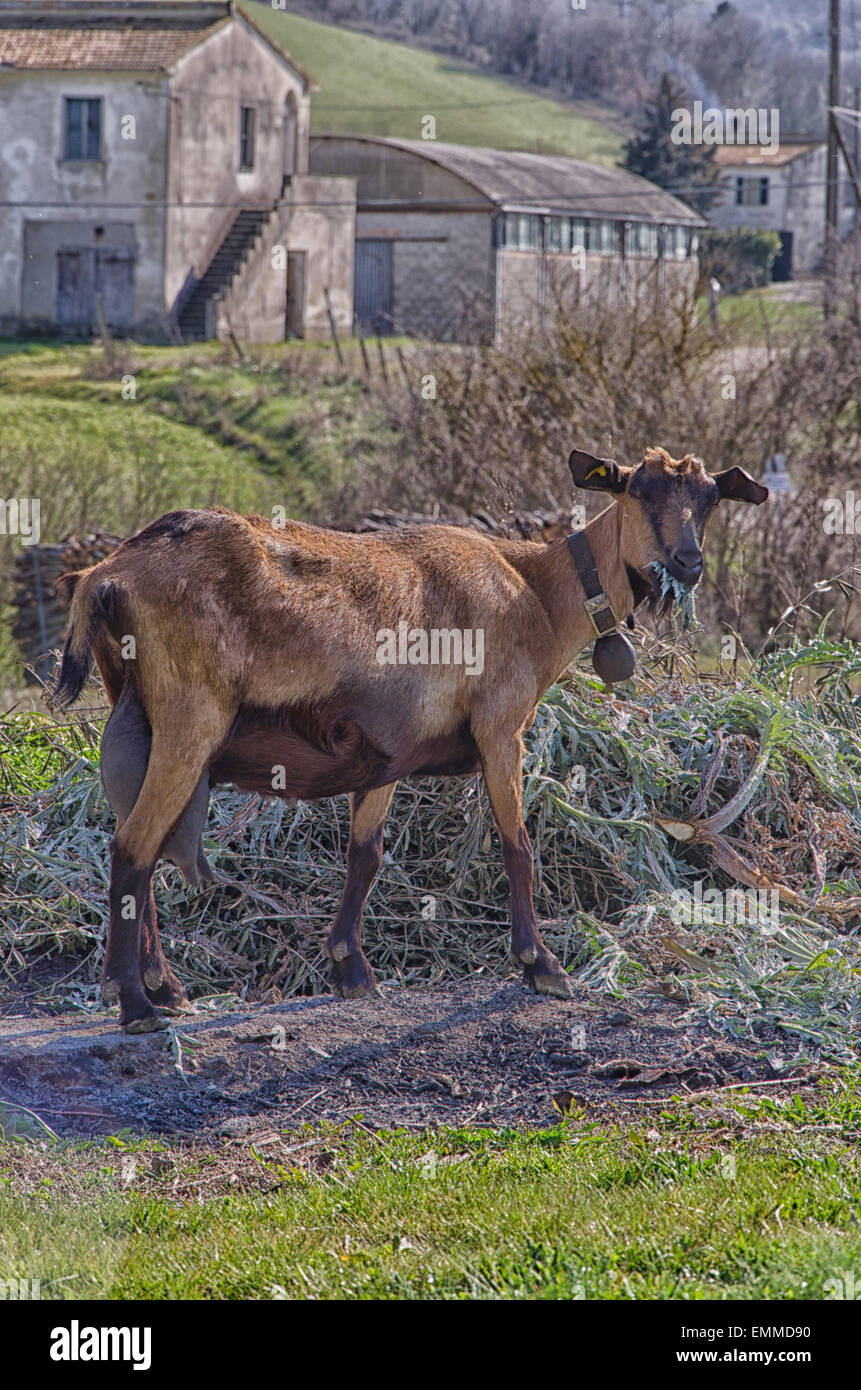 View of goat in the tuscany countryside Stock Photo - Alamy