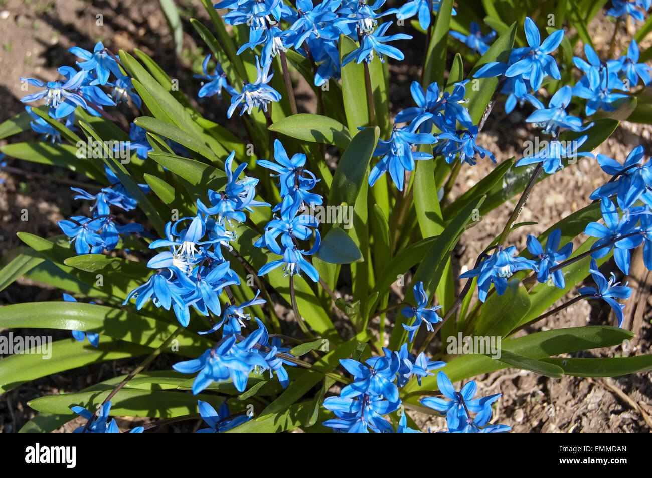 Blue spring flowers Stock Photo - Alamy