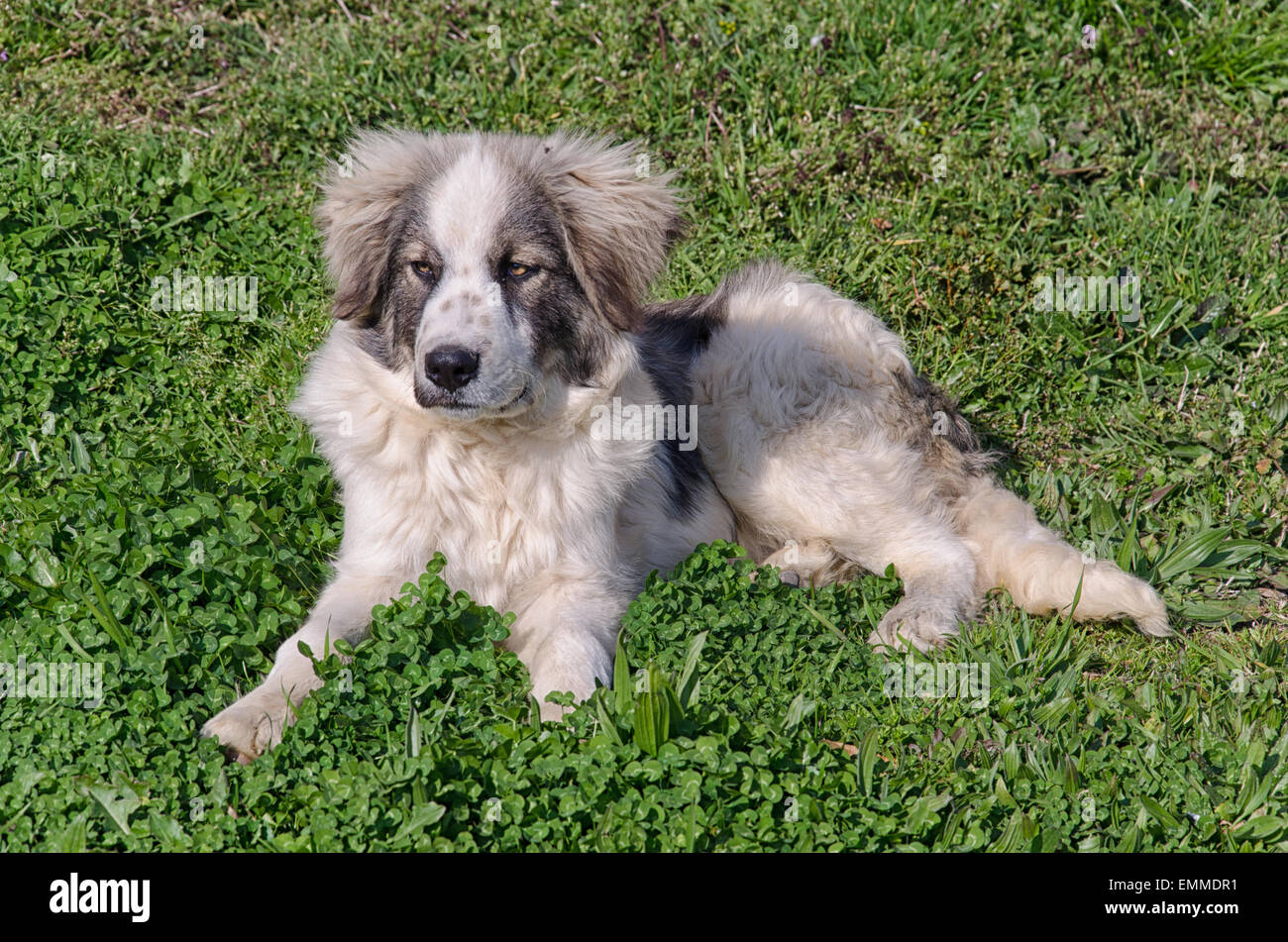 Puppy of sheepdog Stock Photo - Alamy