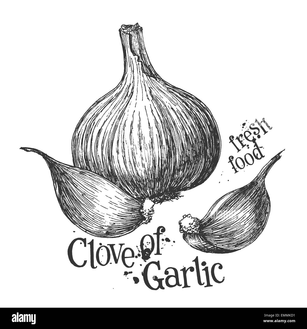 Garlic Bulb Drawing