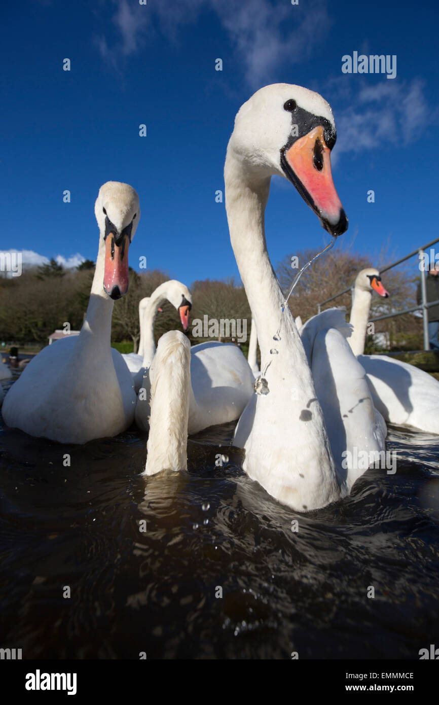 Helston boating lake hi-res stock photography and images - Alamy