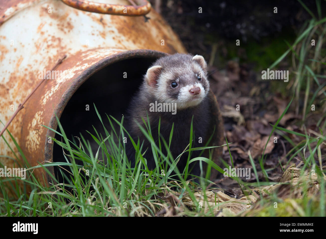 Polecat in uk hi-res stock photography and images - Alamy