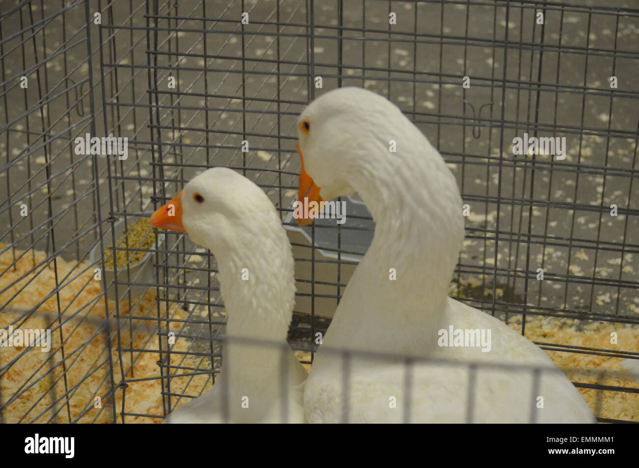 Two white geese Stock Photo - Alamy