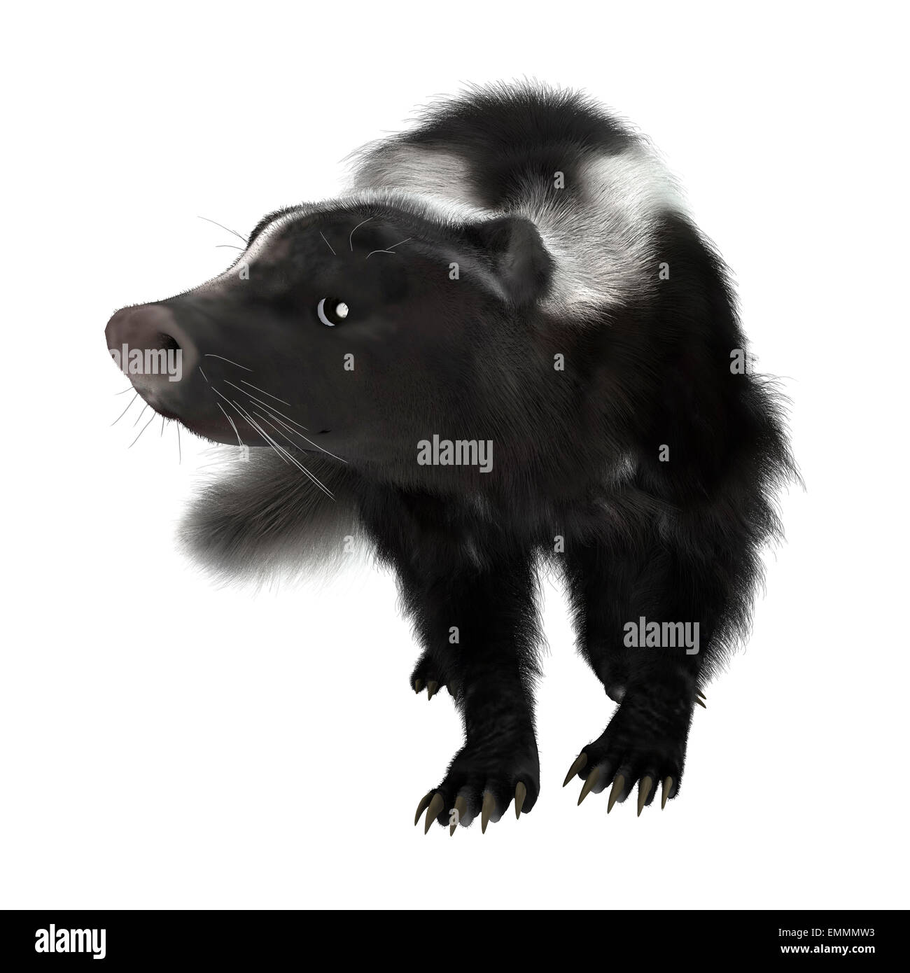 3D digital render of a cute skunk isolated on white background Stock ...