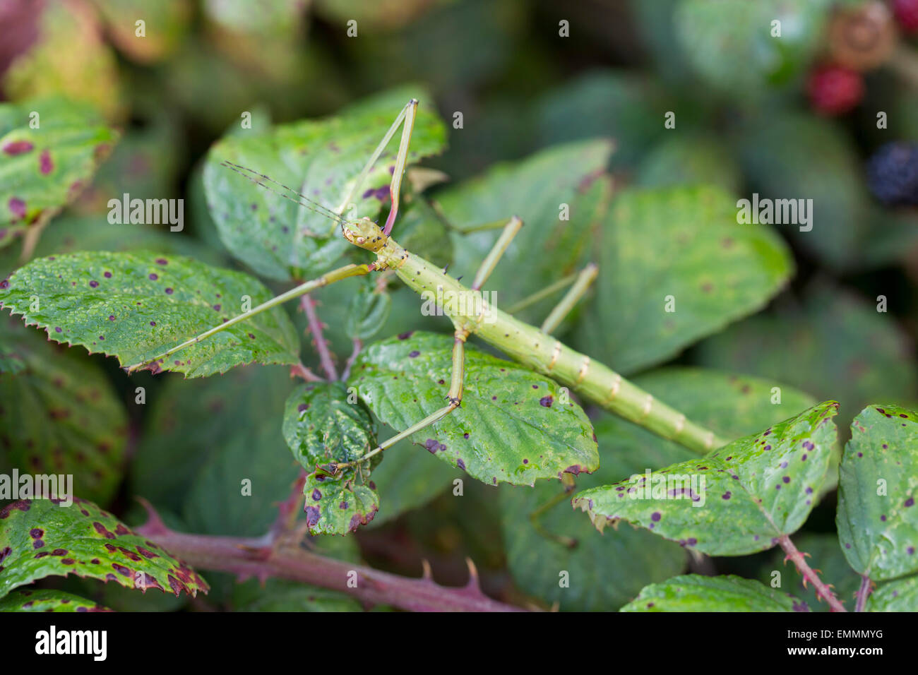 Prickly Stick Insect; Extatosoma tiaratum Single on Bramble; Isles of ...