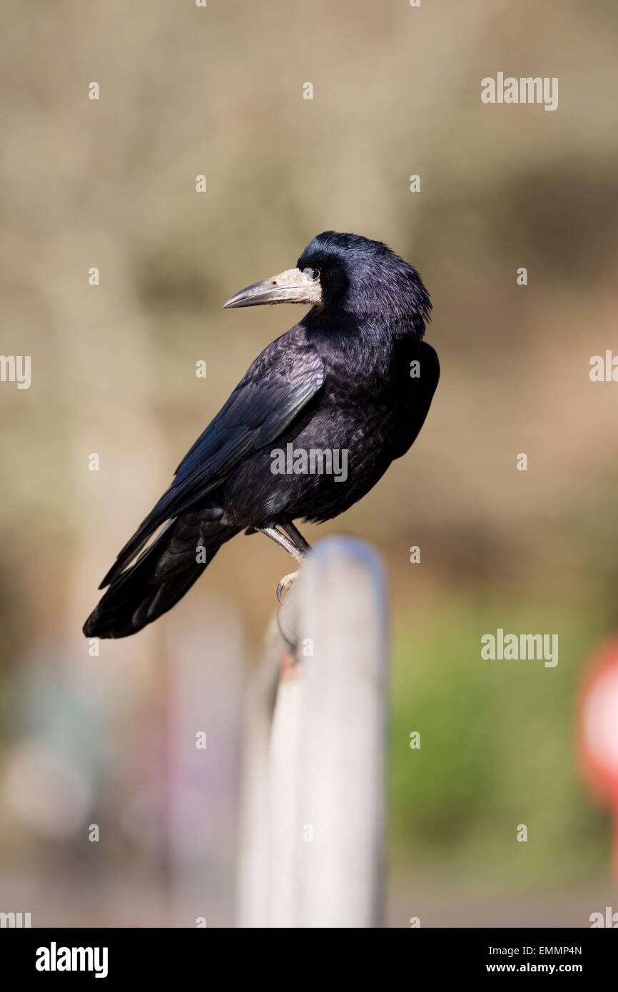 Single rook hi-res stock photography and images - Alamy