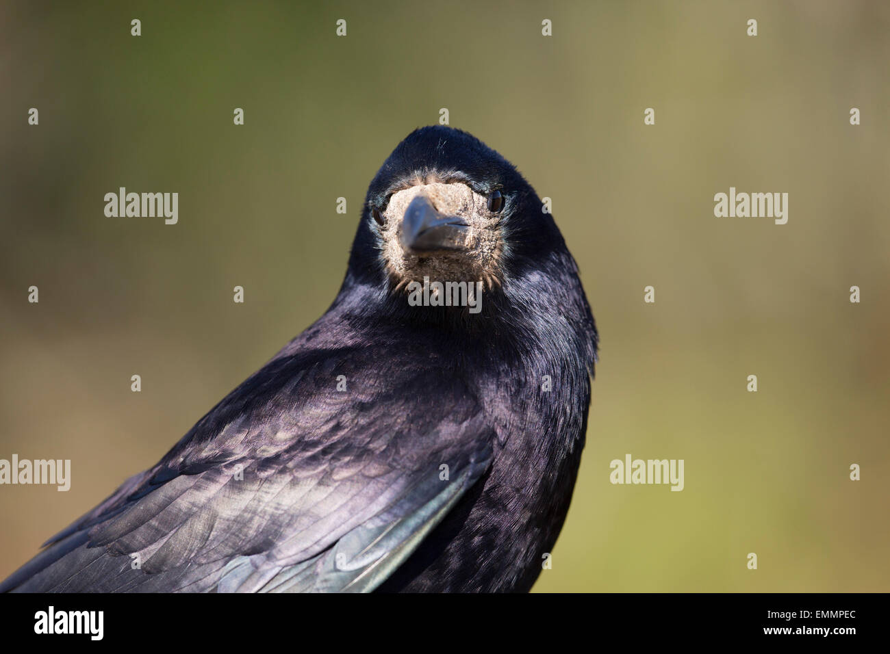 Rook face uk hi-res stock photography and images - Alamy