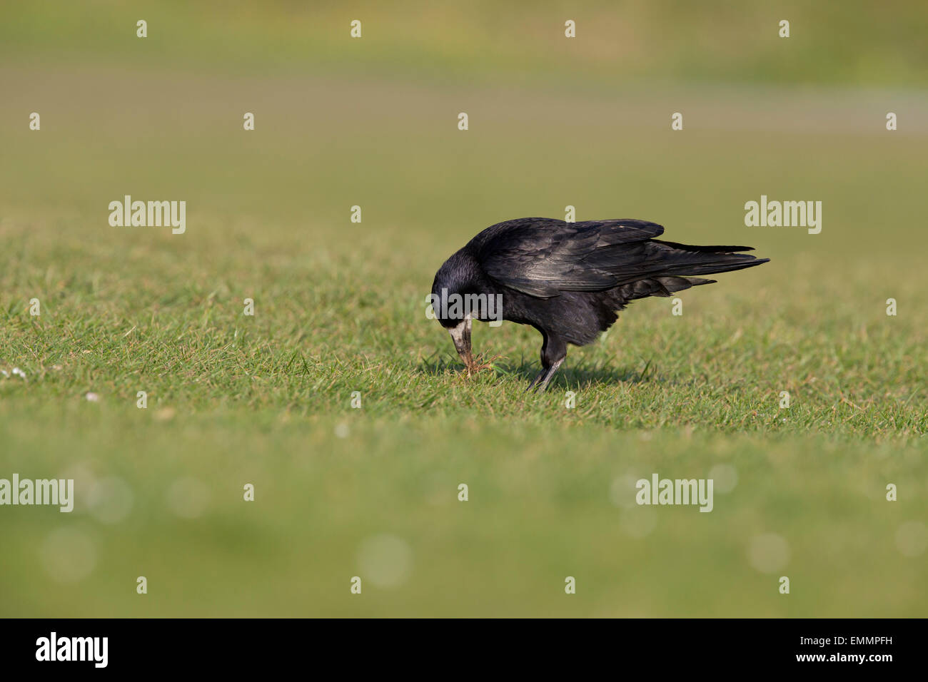 Rook Feeding High Resolution Stock Photography and Images - Alamy