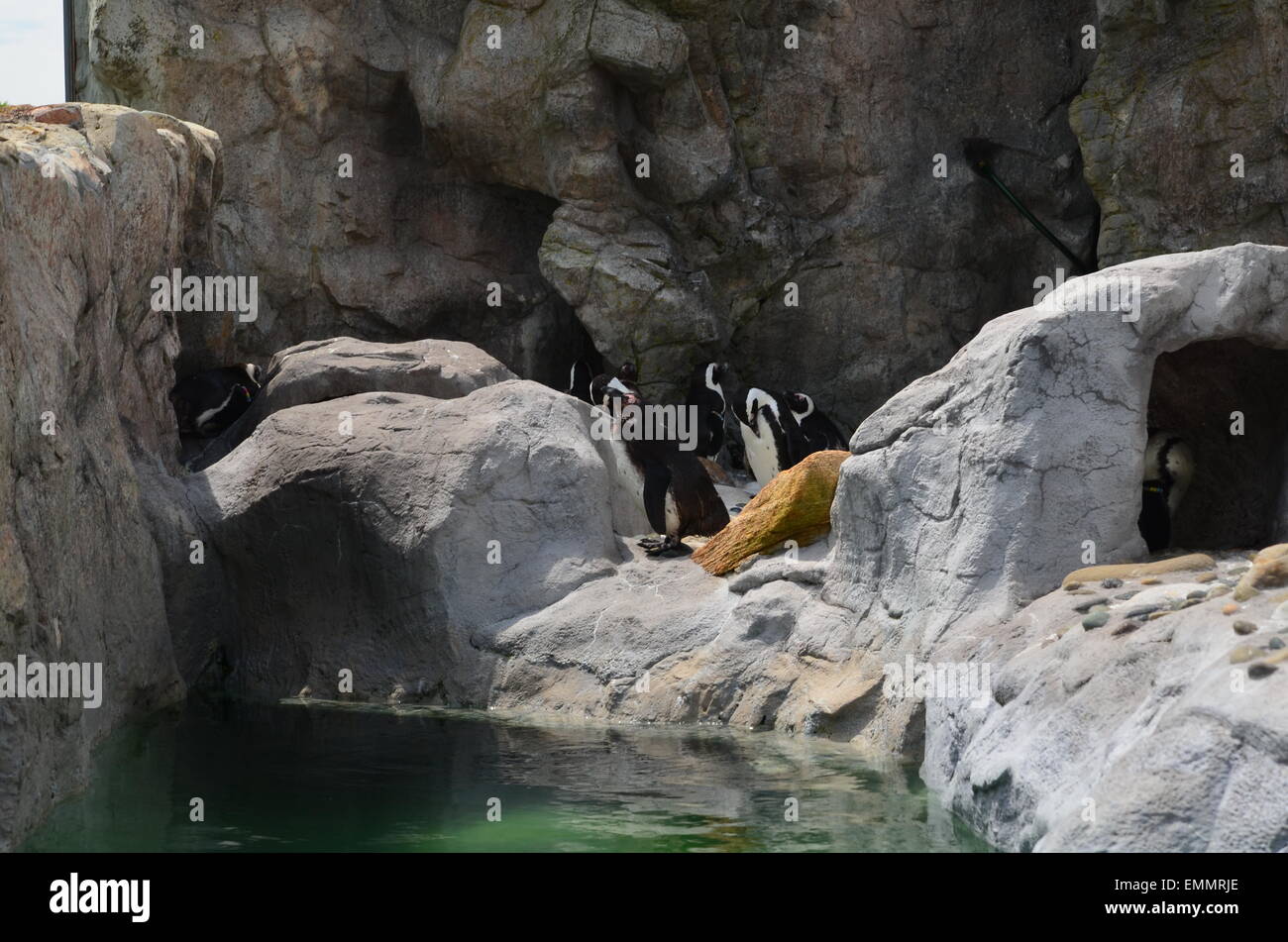 Penguins in a zoo Stock Photo - Alamy
