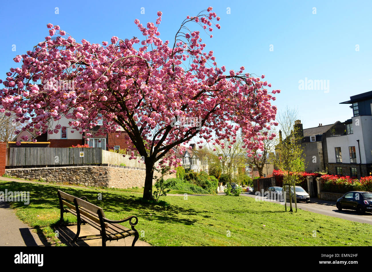 Bristol, UK. 22nd Apr, 2015. UK Weather Cherry Blossom tree in Bloom ...