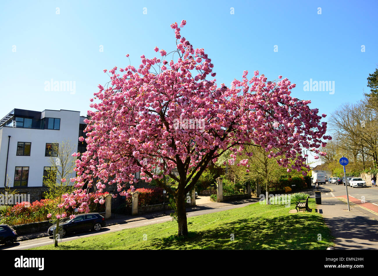 Bristol, UK. 22nd Apr, 2015. UK Weather. Cherry Tree in Full Bloom in ...