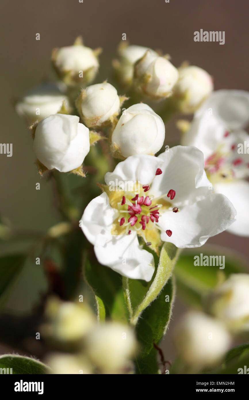 White apple tree blossom in an apple orchard in rural Herefordshire ...